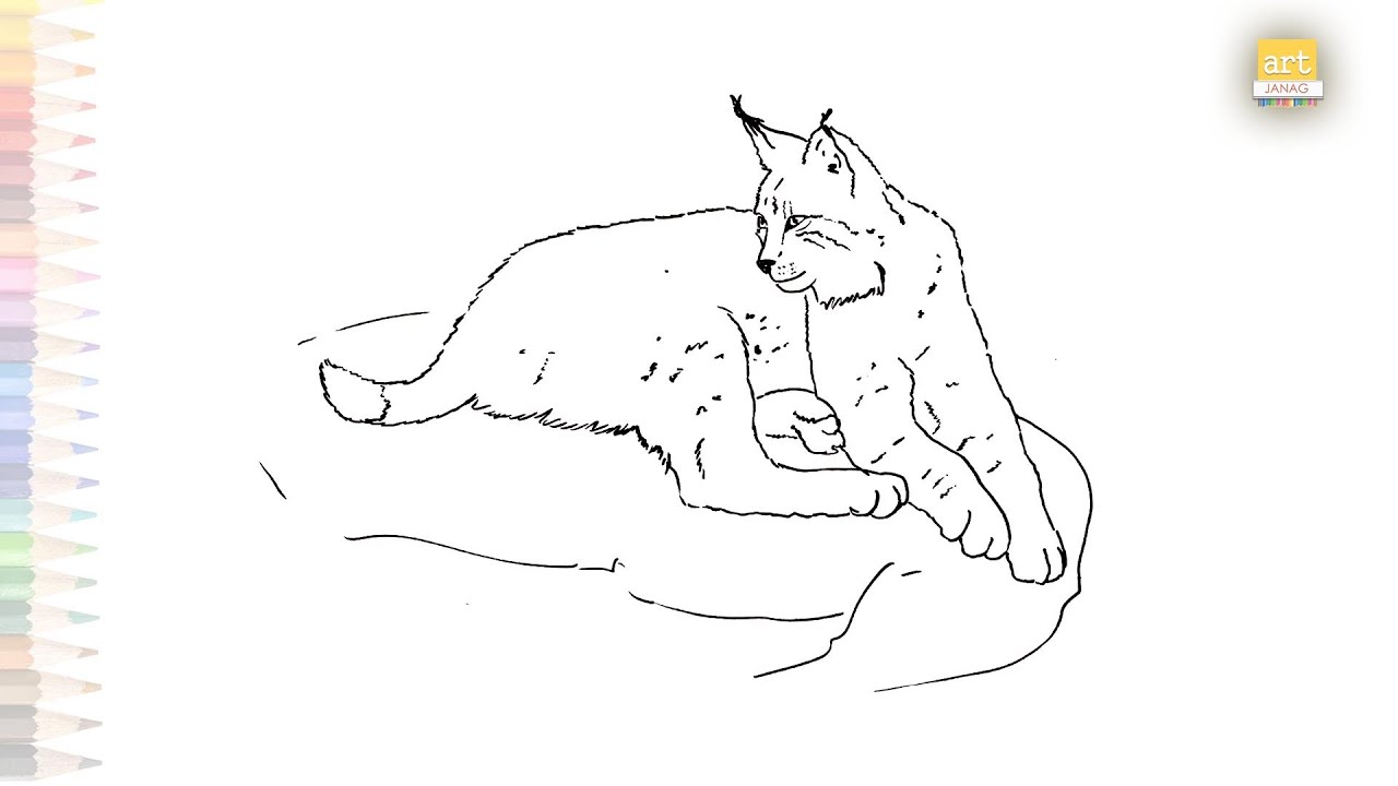 Bobcat Laying Down outline drawing | How to draw A Bobcat step by step ...