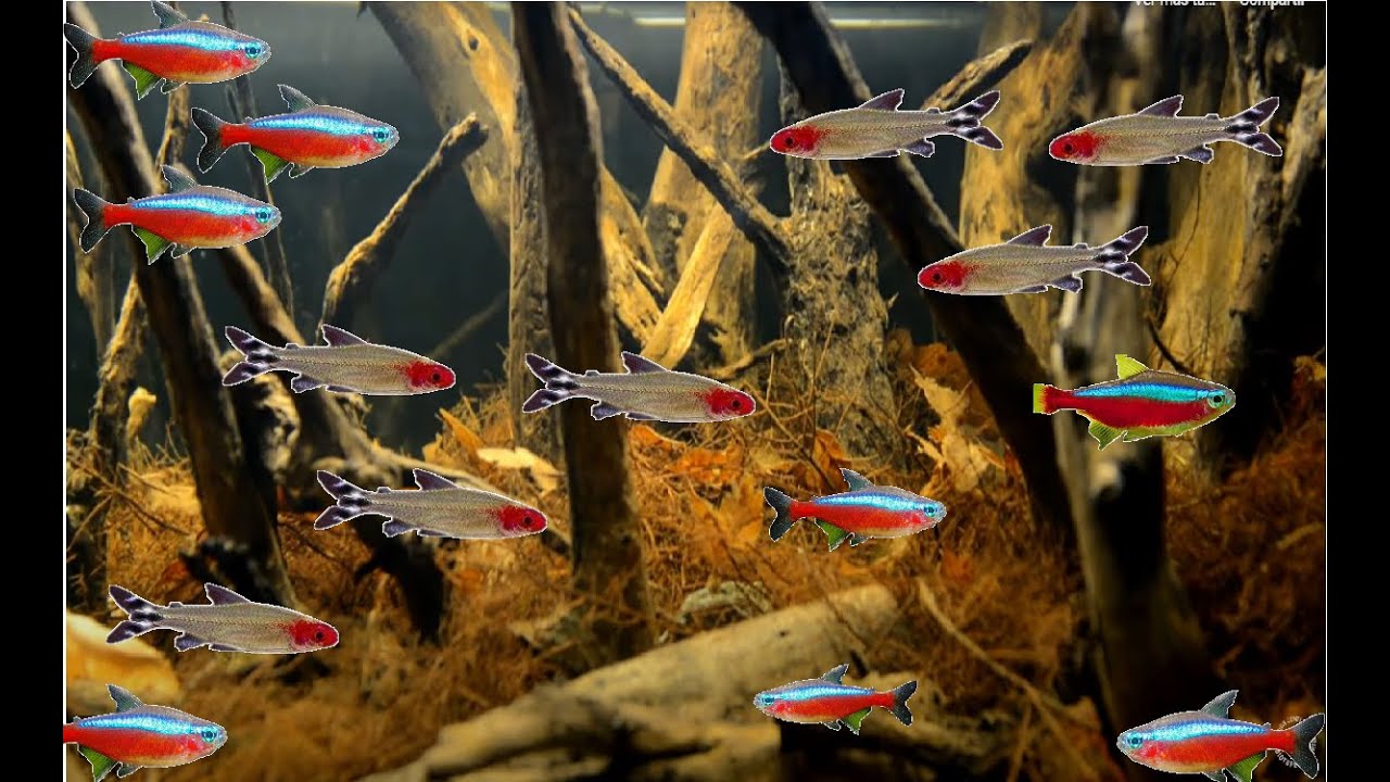 Analizando acuario ganador y sus peces: Rio negro Brasil - YouTube