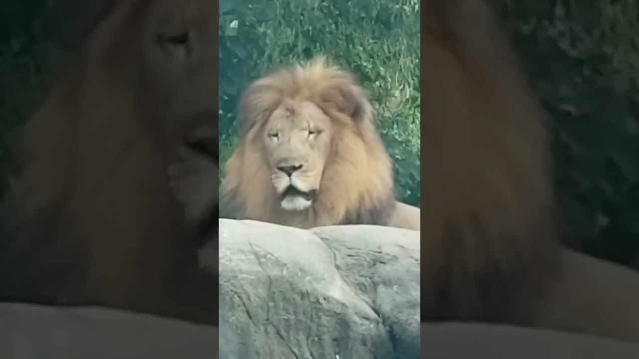 Male Lion Sitting 🦁! @Elli Pando #nature #animals #shorts #lions # ...