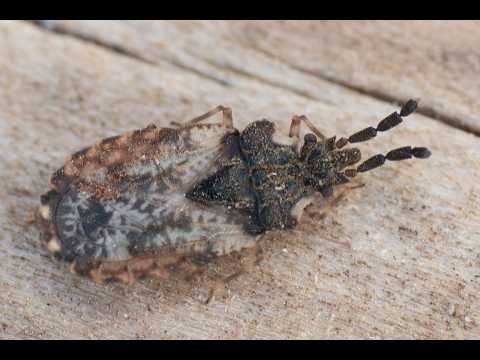 Loofboomschorswants Aradus depressus