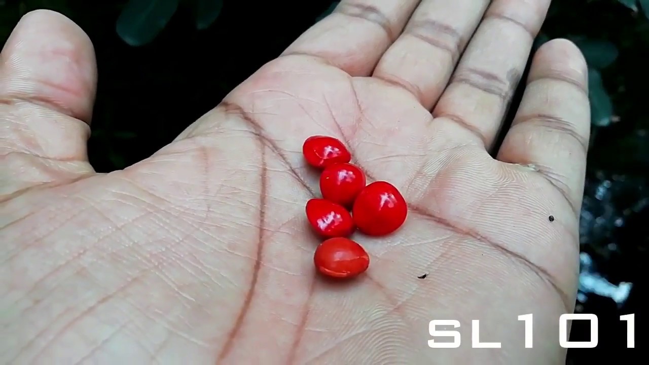 Red Lucky Seed - Adenanthera pavonina - Madatiya - YouTube