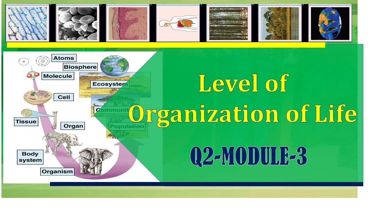 Grade 7 - Levels of organization of body structure and function. - YouTube