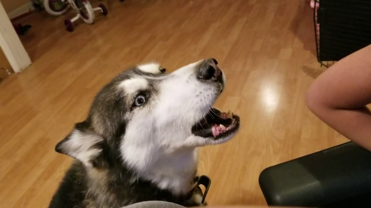 Siberian Husky Howling to His Own Video - YouTube