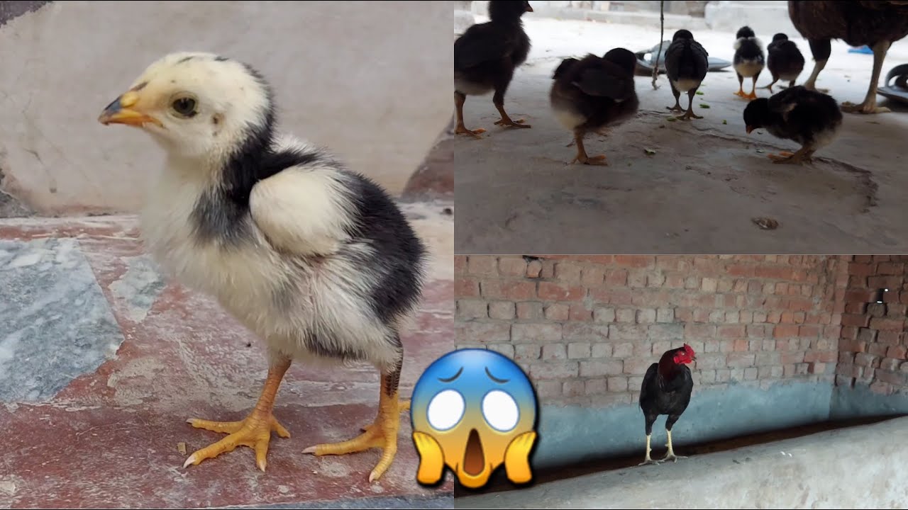 Hen Baby Chicks so Beautiful || Aseel murgi Chicks - YouTube