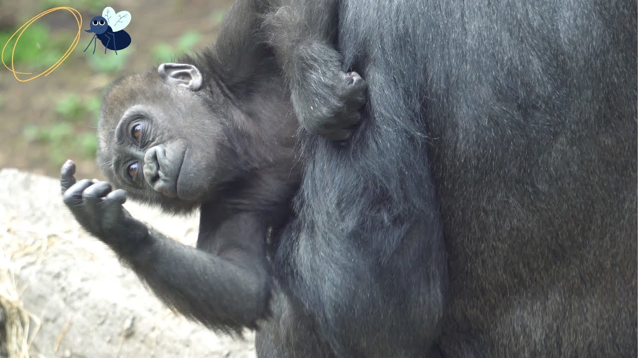 Baby gorilla Sumomo trying to catch a flying bug | Gorilla Haoko Family - YouTube