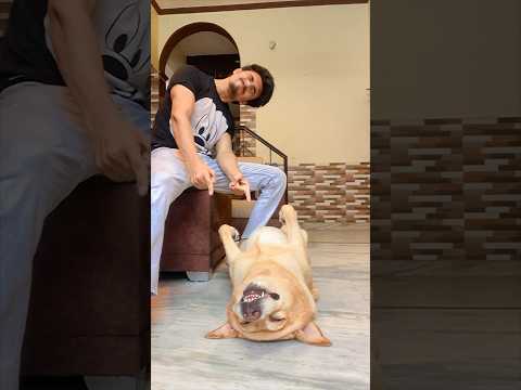 Darru😂 #funnyvideo #talkingdog | Anant rastogi