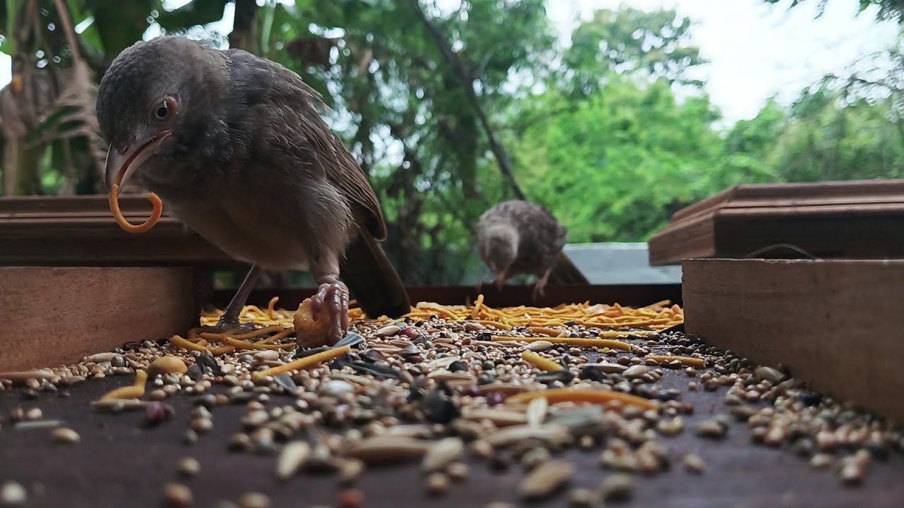 Extreme Close-Up: Bird Beak Eating Action - YouTube