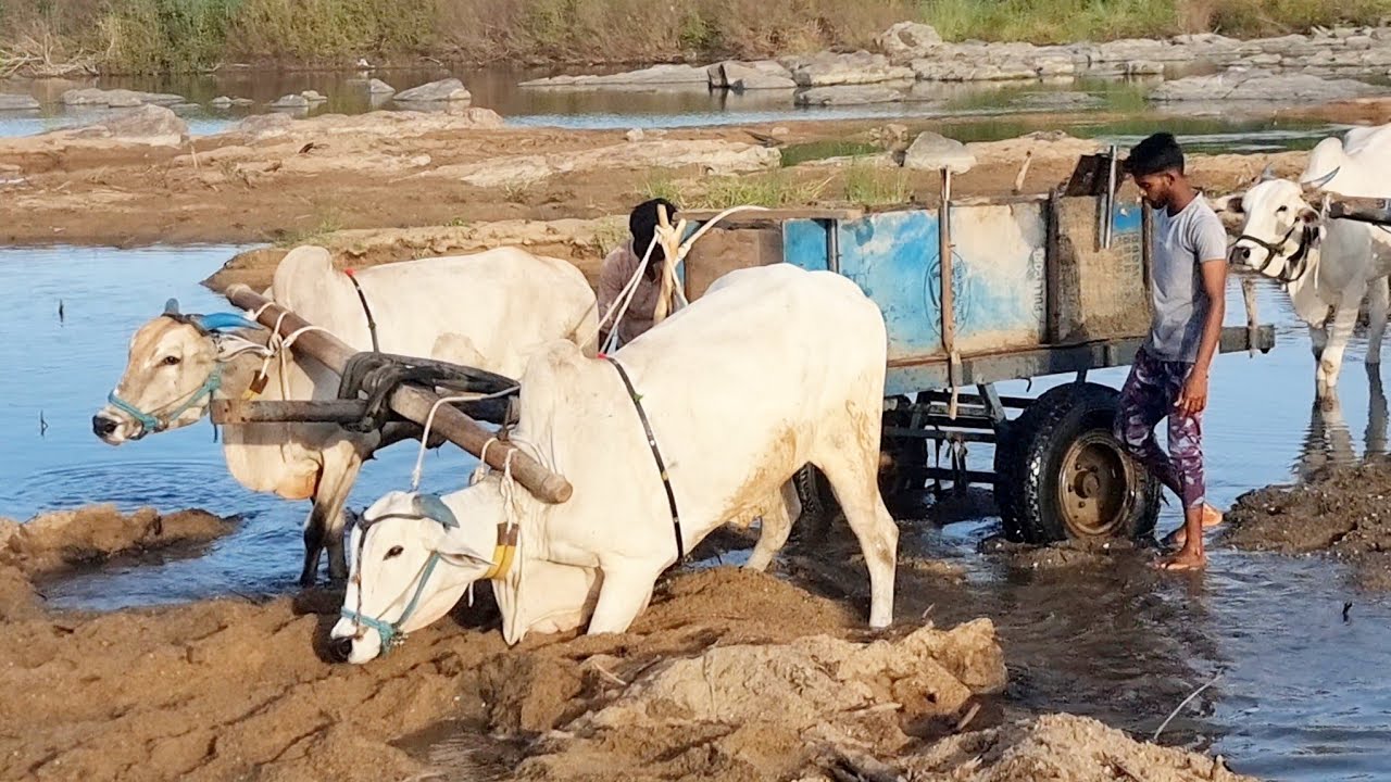 ongole bull sand cart pulling-sand cart load pulling bulls videos-sand ...