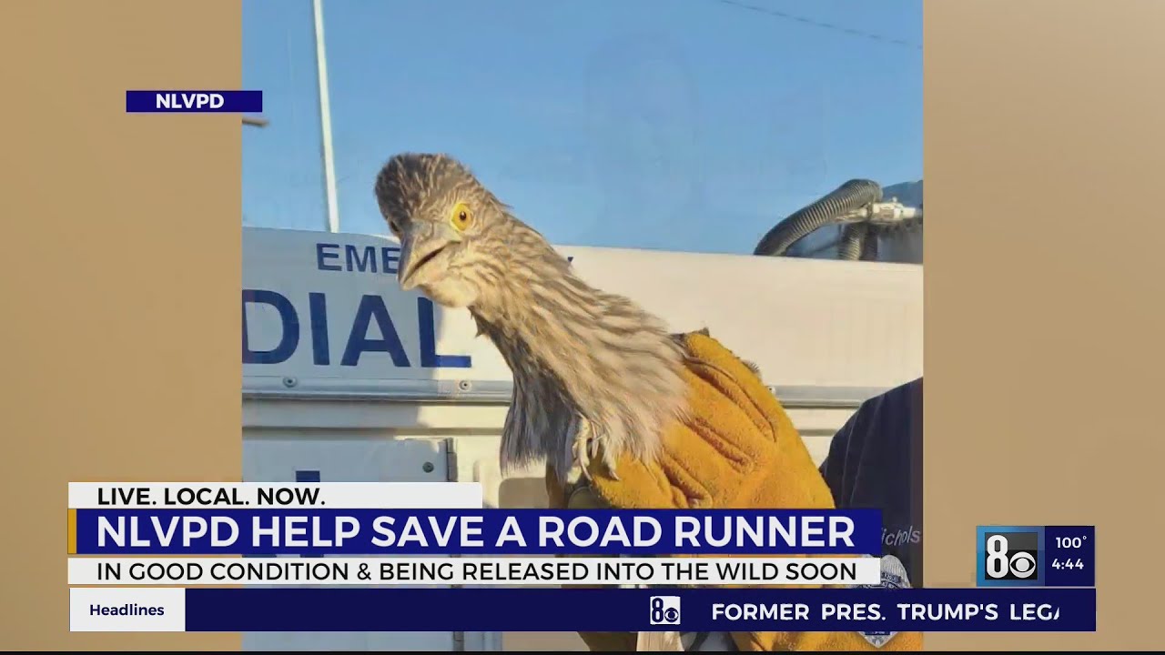 Roadrunner stuck in bush near busy streets rescued by North Las Vegas ...