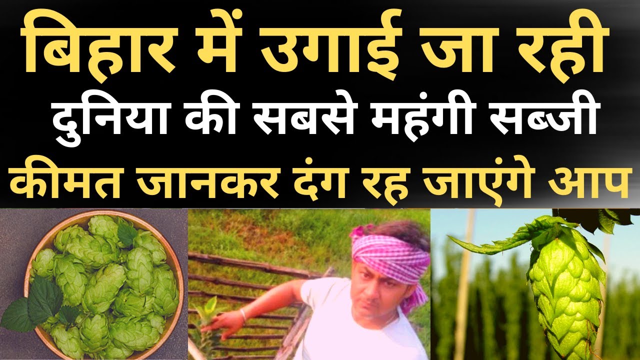 Hop Shoots: Lasting Vegetables in India | Grow These Summer Vegetable ...