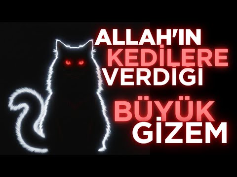 Kedilerin İslam'da Gizli Statüsü | Allah'ın Onlara Verdiği Sır