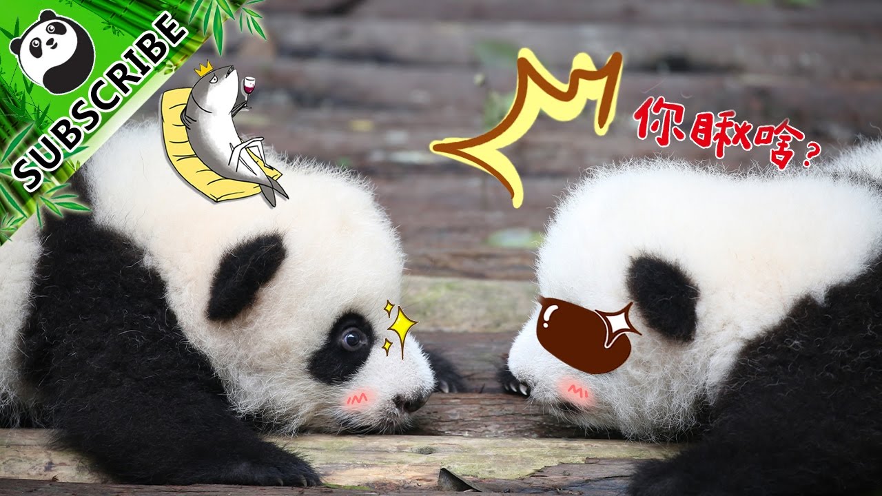 Panda babies take charge of the universe with their cuteness | iPanda ...