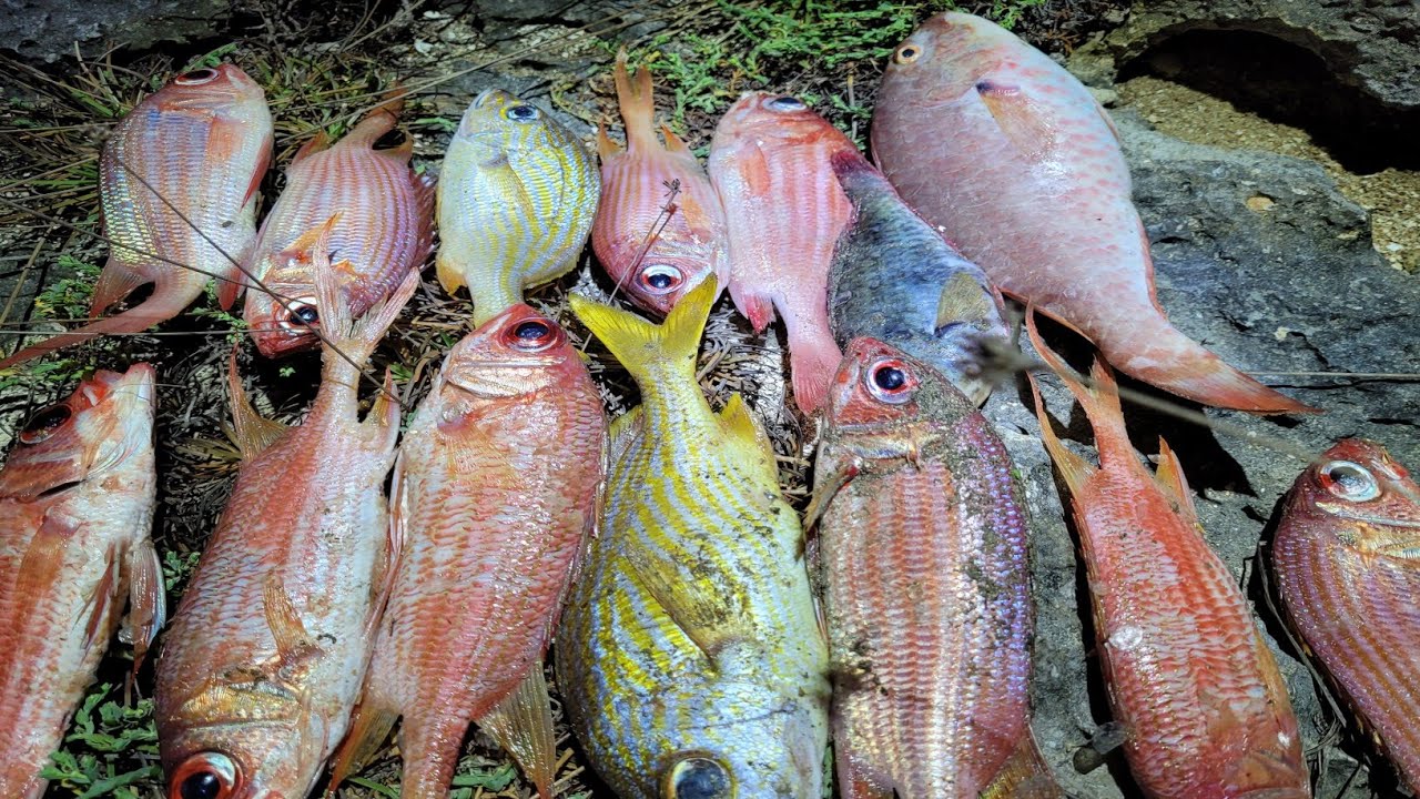 SUCCESSFUL Night Fishing On The Rocks - YouTube