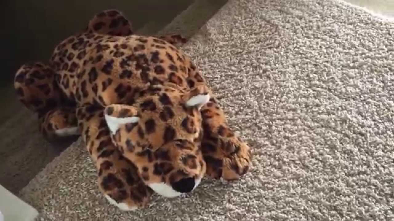 The Sword of Squeaky the Squirrel - YouTube