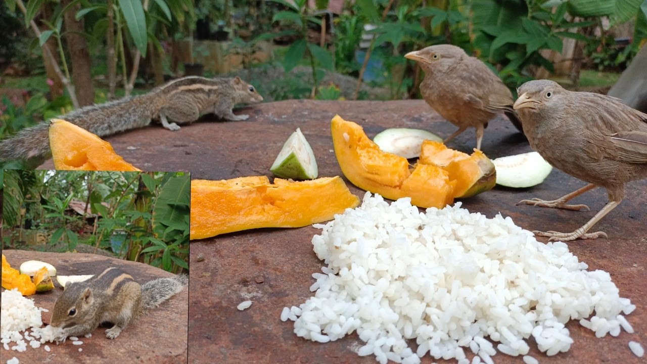 Demalichcha having breakfast -#nature #birdseat #homegarden - YouTube