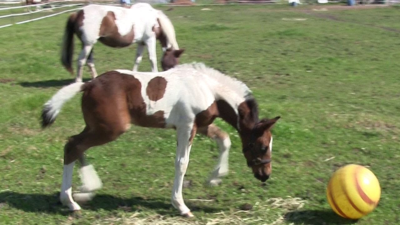 Introducing Jason - 2015 Pinto / Brumby Colt - YouTube