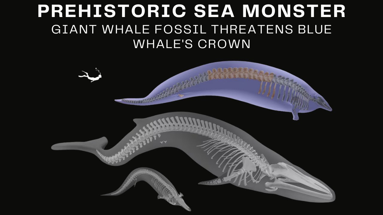 Ancient Whale Fossil May Dethrone Blue Whale as Earth's Largest ...