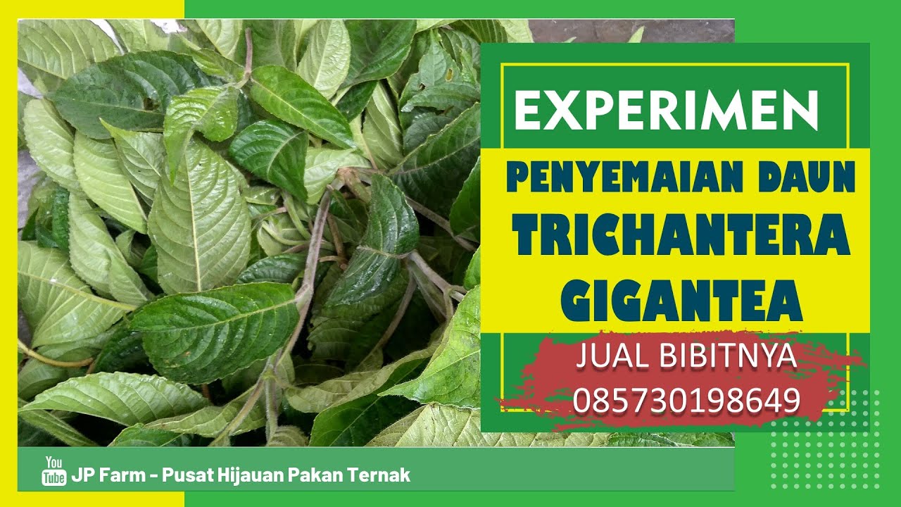 EXPERIMEN PENYEMAIAN DAUN TRICHANTERA GIGANTEA - YouTube