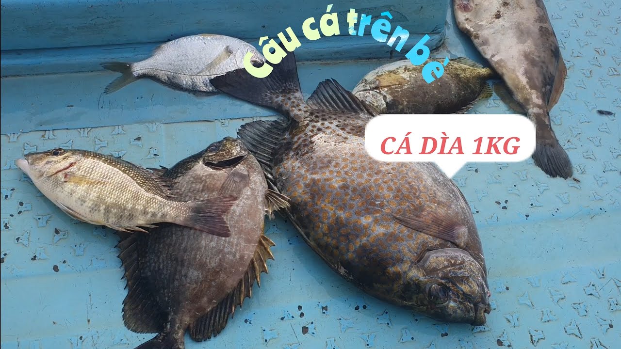 Câu cá trên bè gặp cá dìa lớn || Vịnh Xuân Đài - YouTube