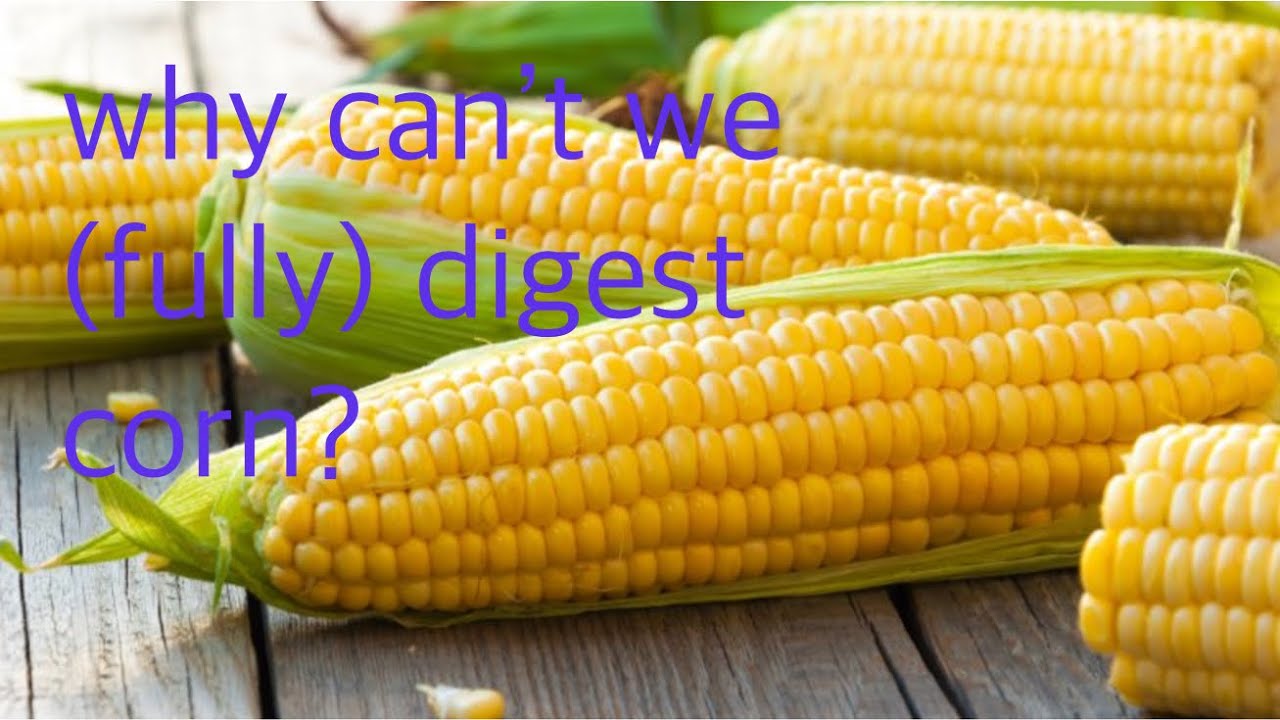 Why Can’t Humans (Fully) Digest Corn? - YouTube