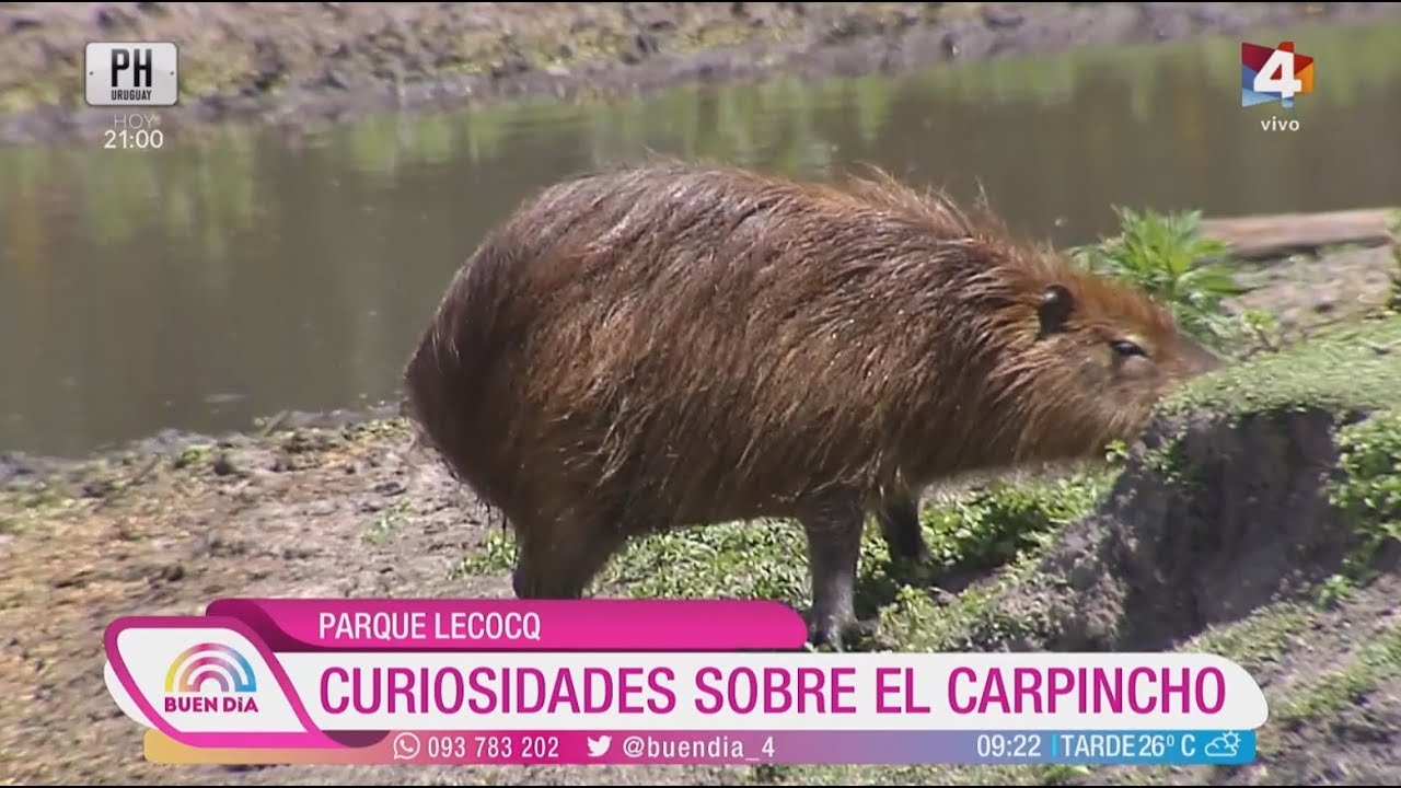 Buen Día - Curiosidades sobre el Carpincho - YouTube