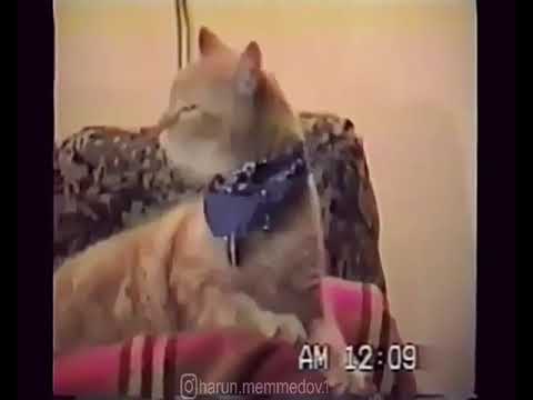 Harun memmedov 2017 videosu😂😂😂😂