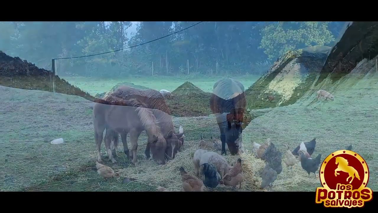 Los Potros Salvajes .Official " (Tierra Mala) - YouTube