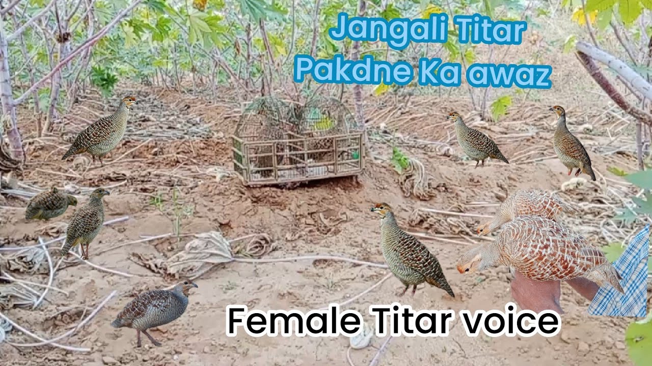 Female Titar ki voice Paltu Titar ki shekar ki awaz female titar ki ...