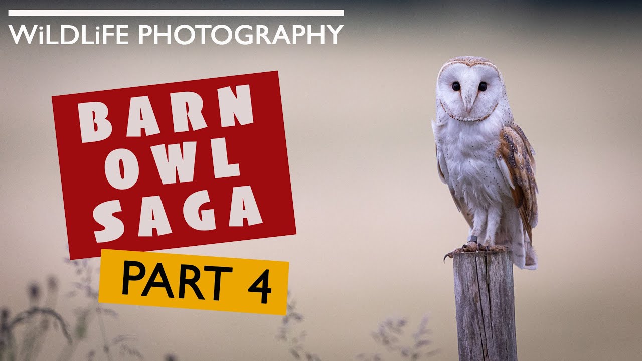 Barn Owl Saga Pt 4 - The Finale - Behind-the-Scenes Wildlife ...