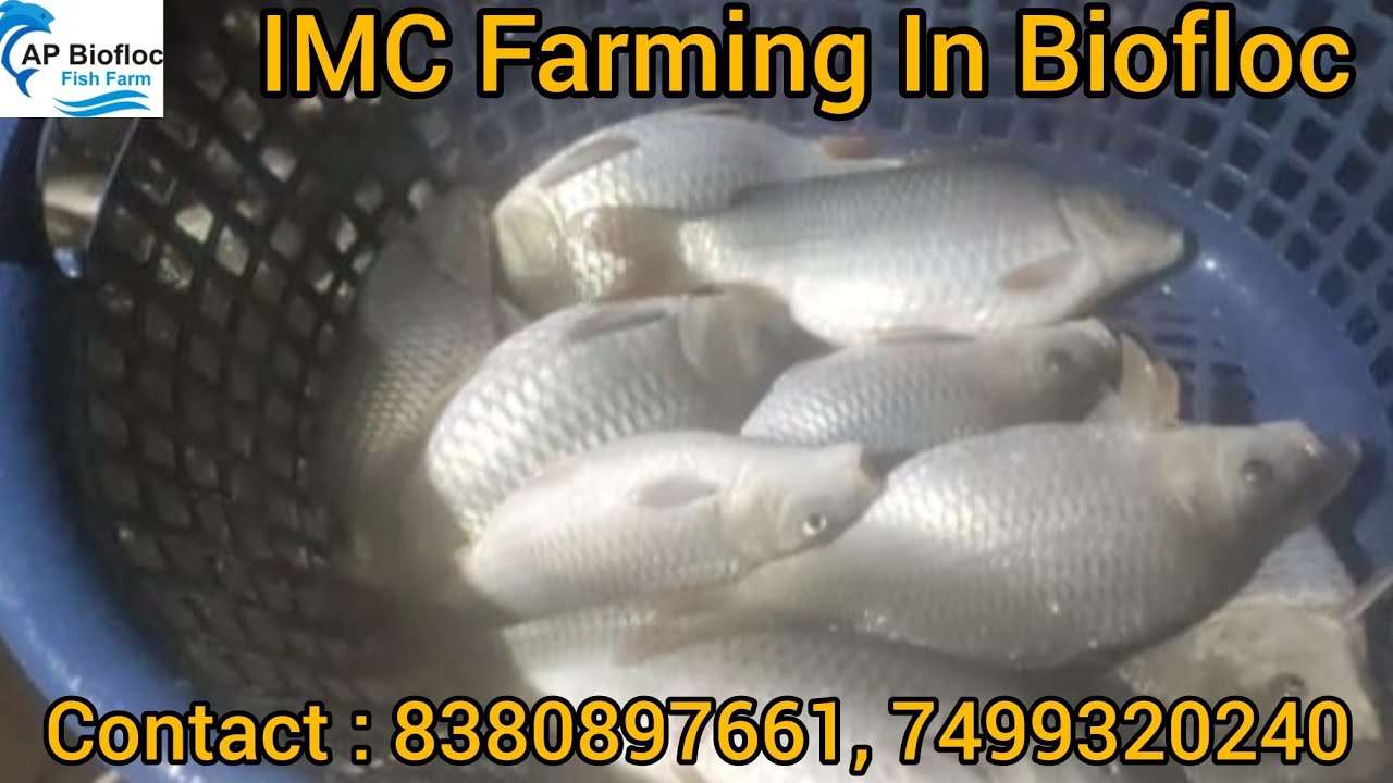 Biofloc Fish Farming in bihar | IMC Fish Farming In Biofloc | Common ...