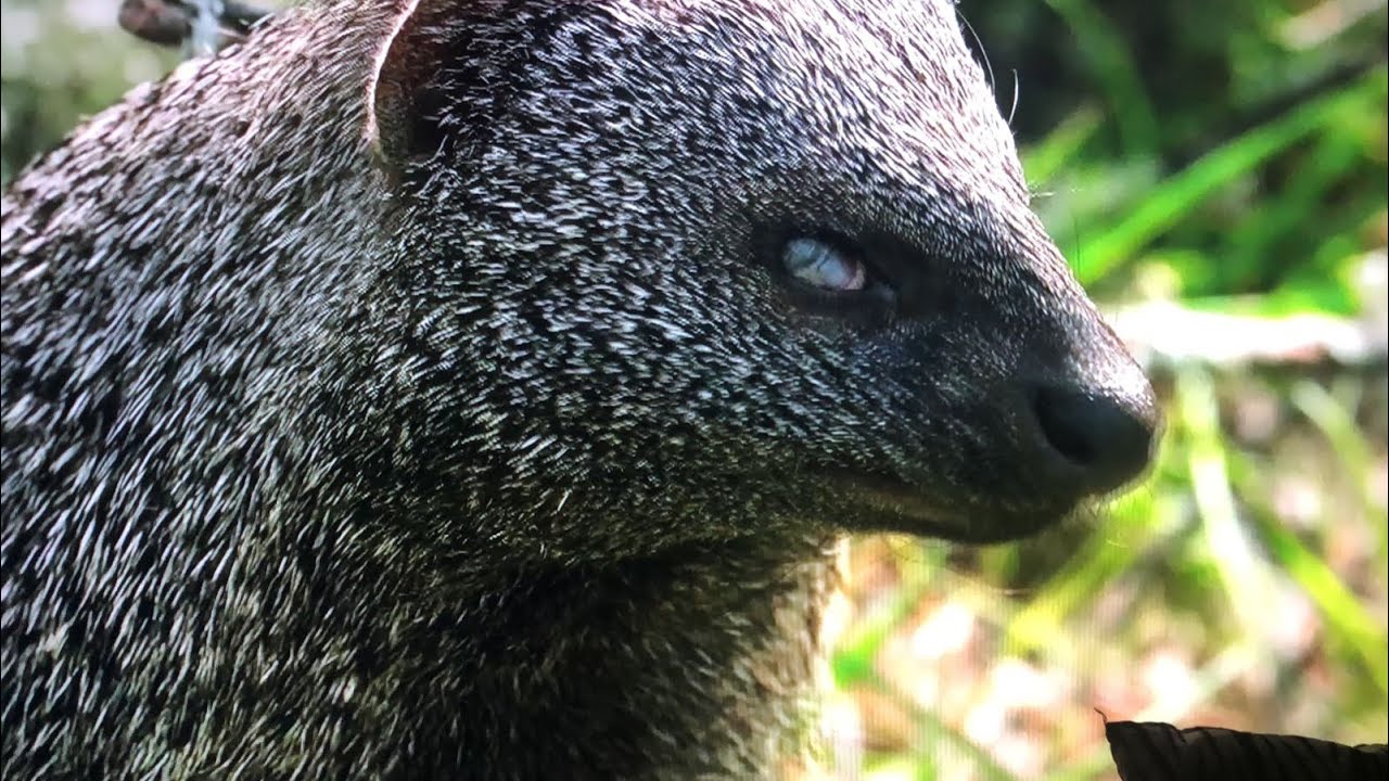 Mangusto Caça Rabos caçando - YouTube