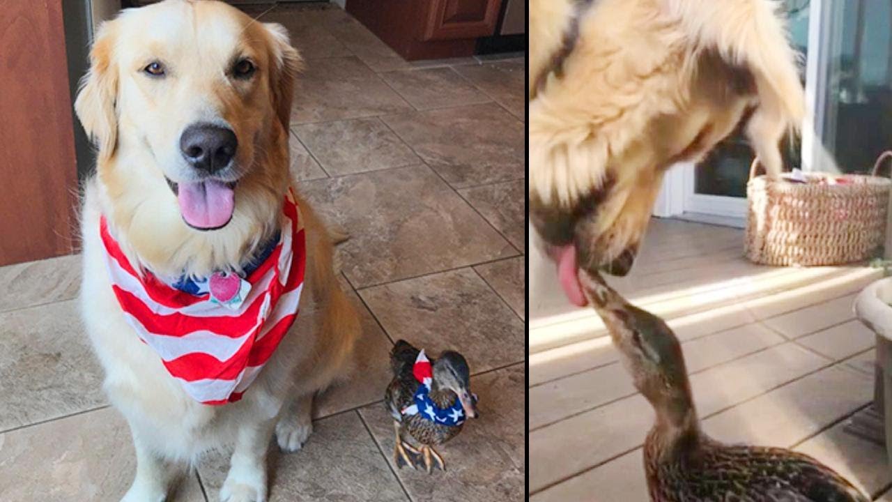 Dog and Duck Make Unlikely Best Friend Duo - YouTube