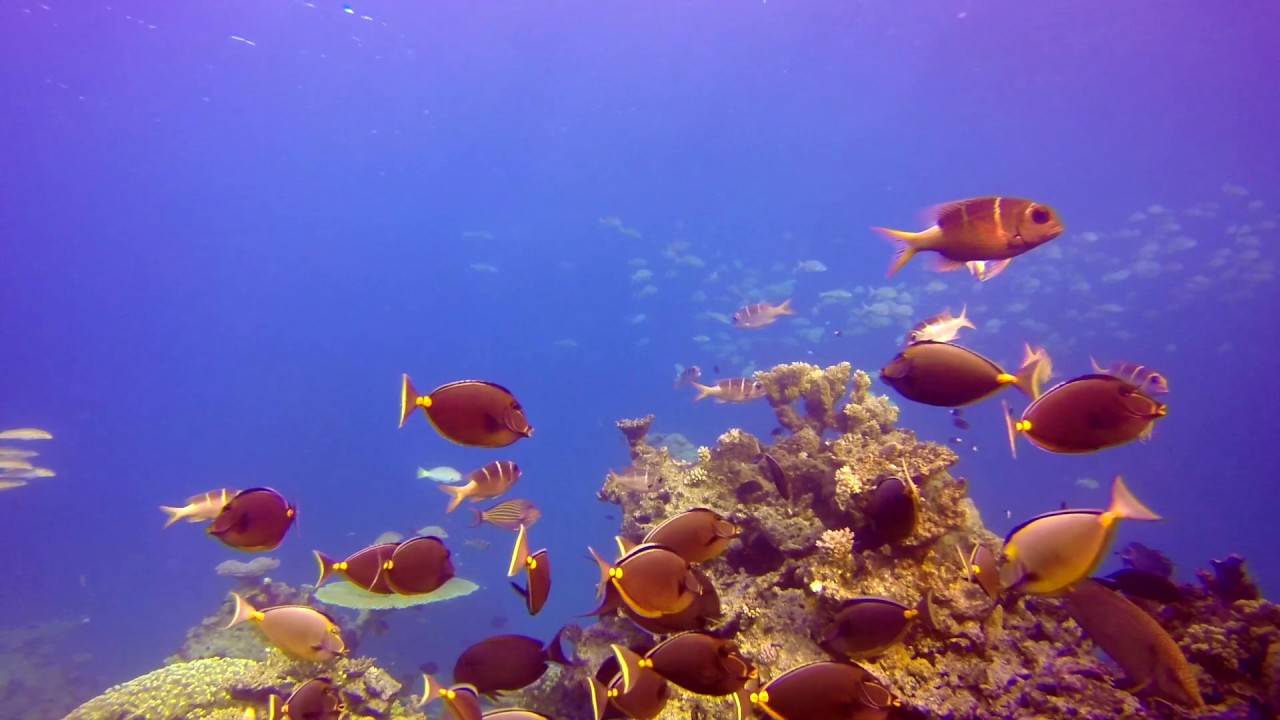 Coral Reef Screensaver 13 HD - YouTube