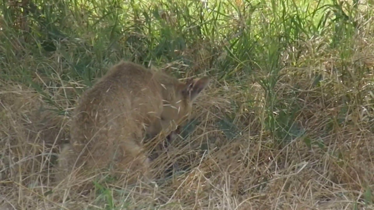 חתול ביצות Swamp Lynx - YouTube