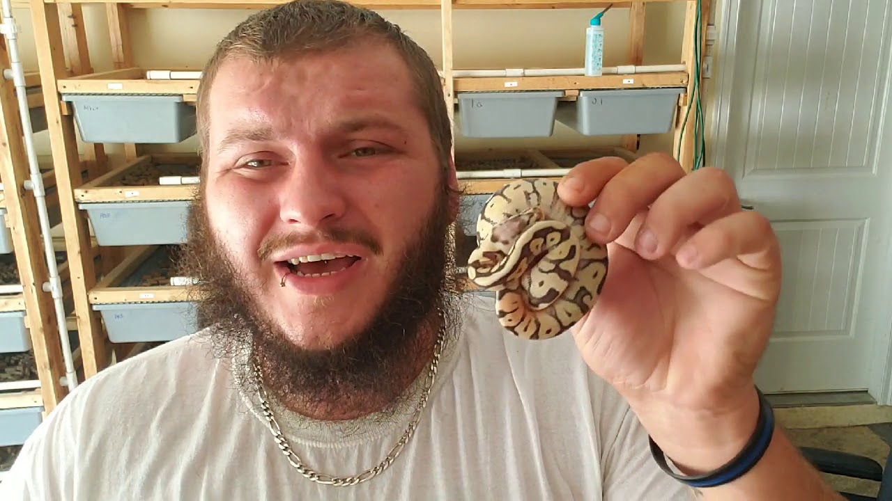 Baby Ball Pythons | Grizzly's Exotics - YouTube