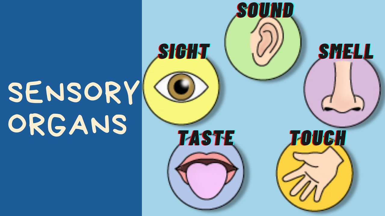 Human Sense Organs | Sensory Organs | Learn About Five Senses With ...