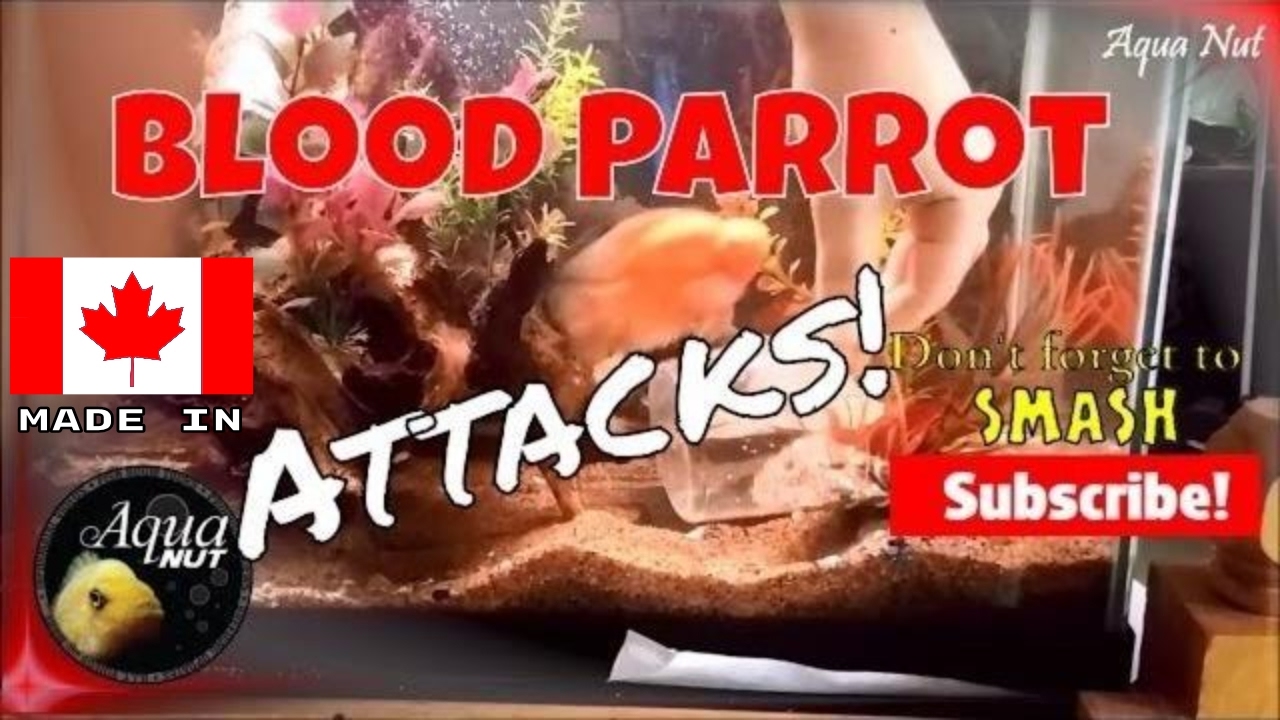 Blood Parrot Cichlid Aquarium Fish Attacks Owner | Fish Bites Keeper ...