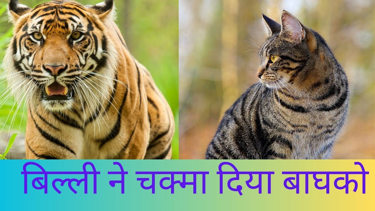 Easy Teach Vlog || Animal || Bird || Cat || Dog || Tiger || Snake ...