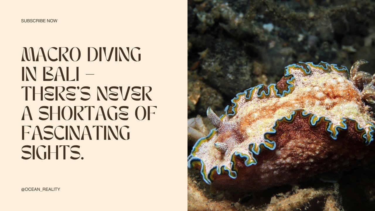 Macro diving in Bali – there's never a shortage of fascinating sights ...