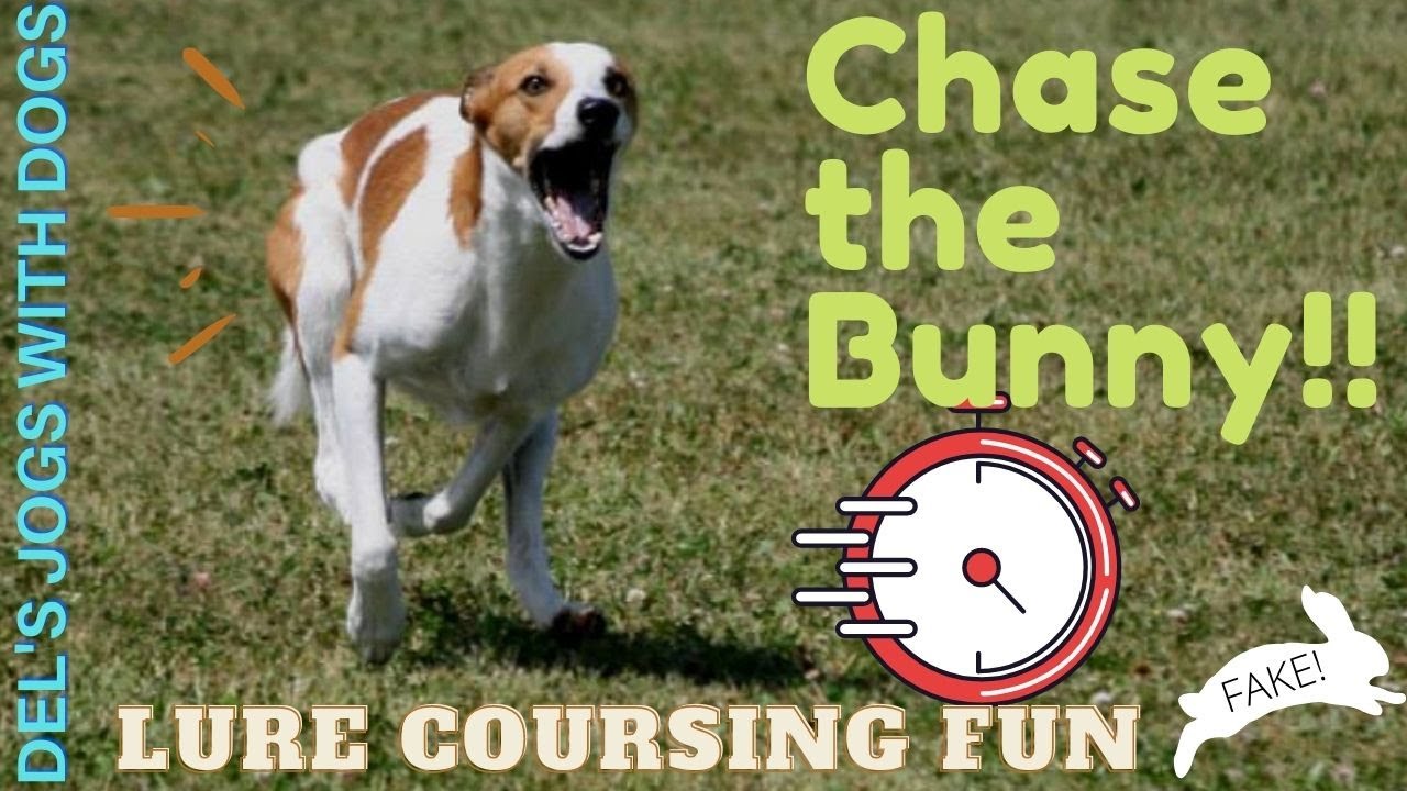 CHASE THE BUNNY!!! | DOG SPORTS | LURE COURSING with our Sighthounds ...