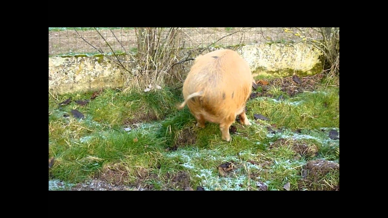 pig playing with ball 2 - YouTube