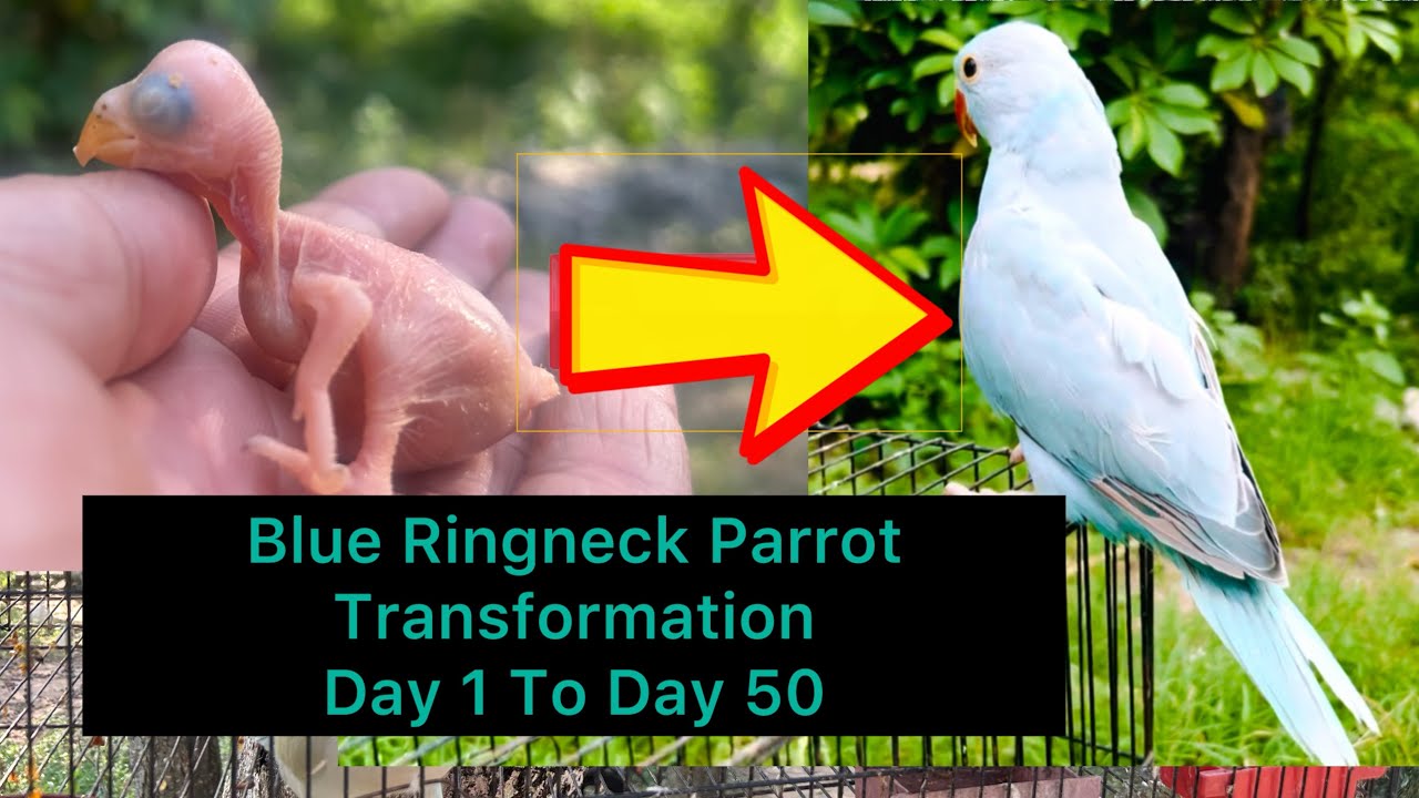 Blue Ringneck Parrot transformation Day 1 to Day 50 | Ringneck parrots ...