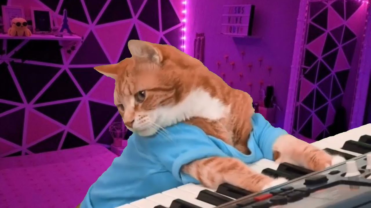gato tocando piano 🤣🤣🤣 - YouTube