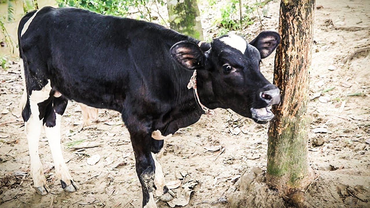 12 Cow Sound, Cow Mooing, Whose Voice Is Good | Cow Sound, Cow Hamba At ...