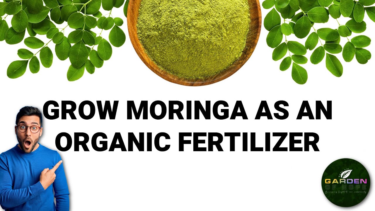 Grow Moringa As An Organic Fertilizer | Garden Of Hope - YouTube