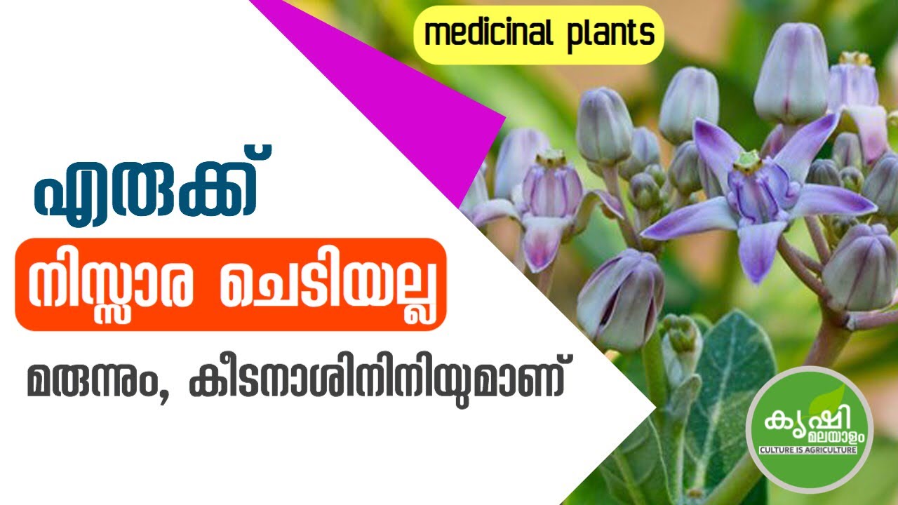Erukku - A Medicinal Plant | എരുക്ക് നിസ്സാരക്കാരനല്ല - YouTube