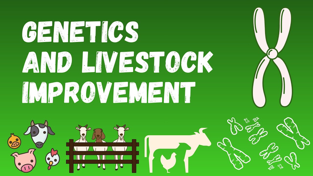 Basic Concepts of Genetics and Livestock Improvement - YouTube