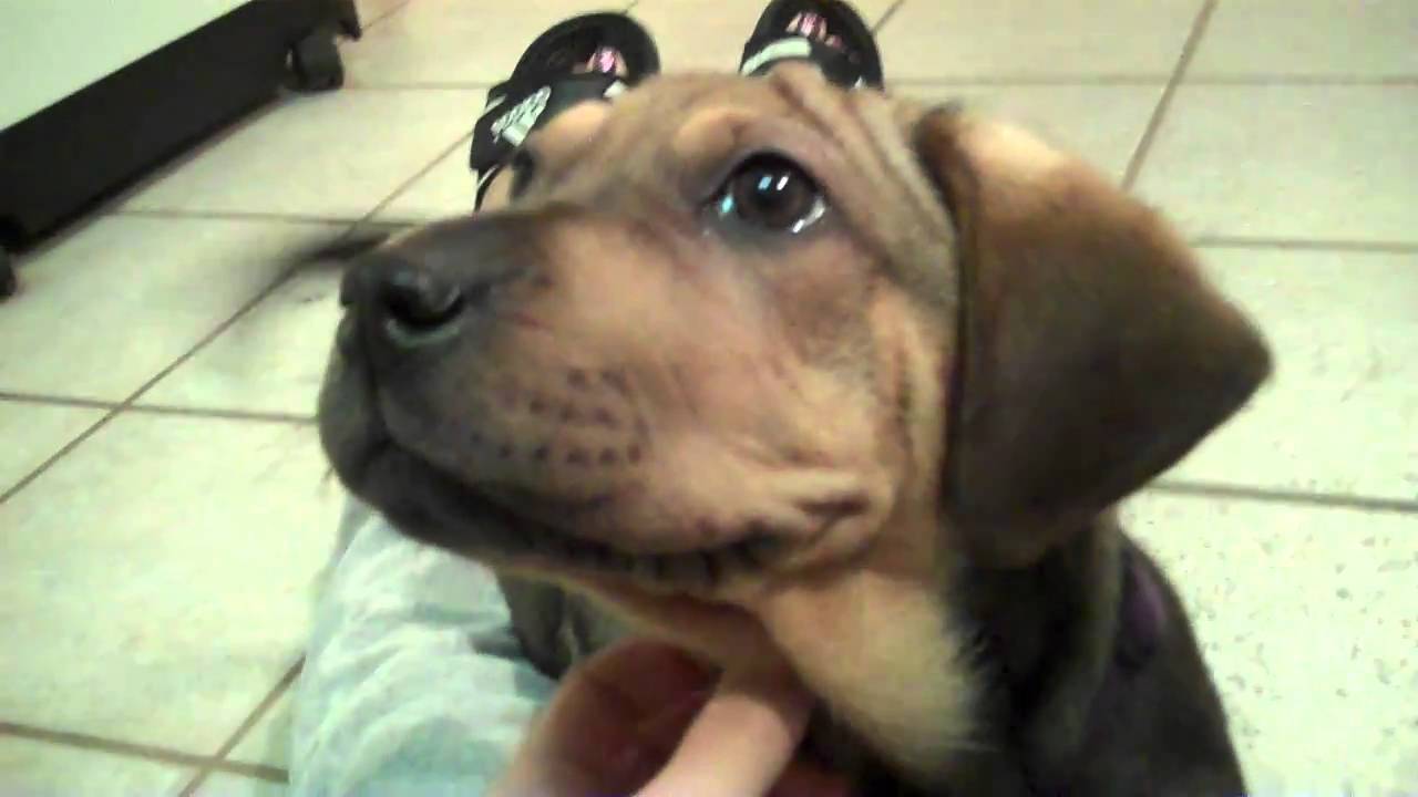 Cutest Bashar puppy Basset Hound Shar-pei hybrid - YouTube