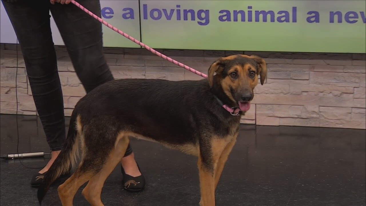 Hilary's Hounds: Meet Tori - YouTube