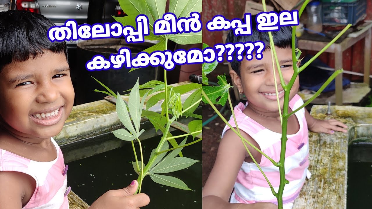 Thilopi meen kappa ila kazhikkumo@ chachuzz world - YouTube